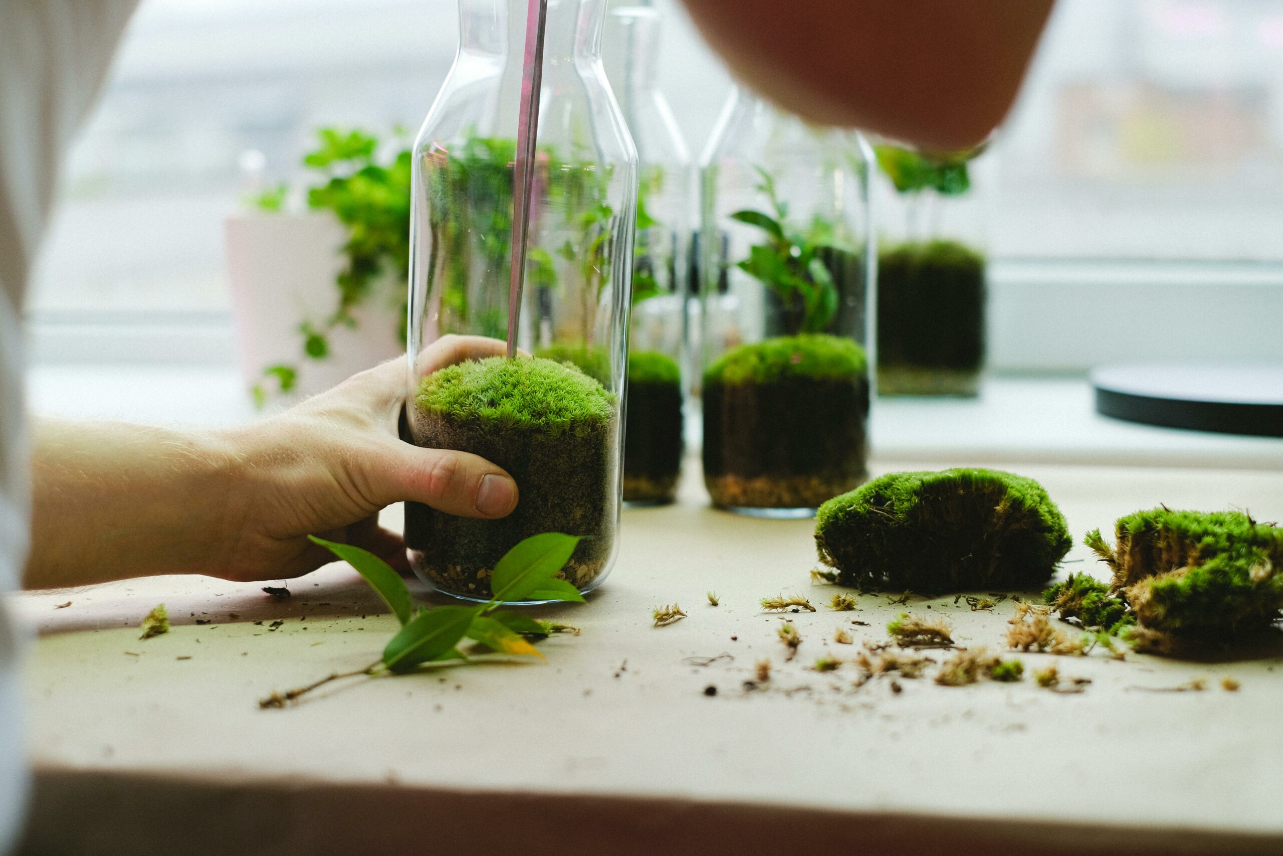 Make Your Own Terrarium Ecosystem | World Wetlands Day